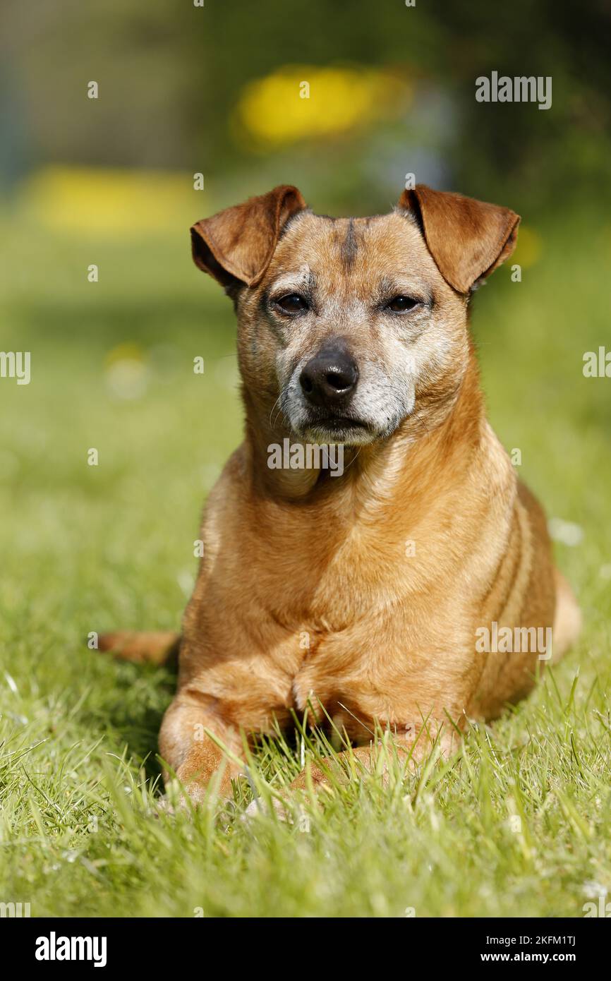 11 ans et demi Banque de photographies et d’images à haute résolution ...