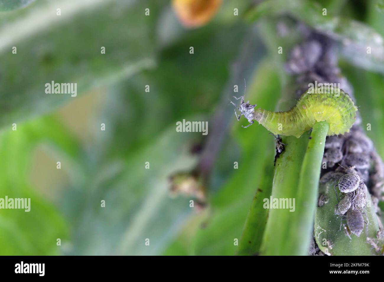 La larve d'une mouche de la famille des Syrphidae, surmouche avec un ...