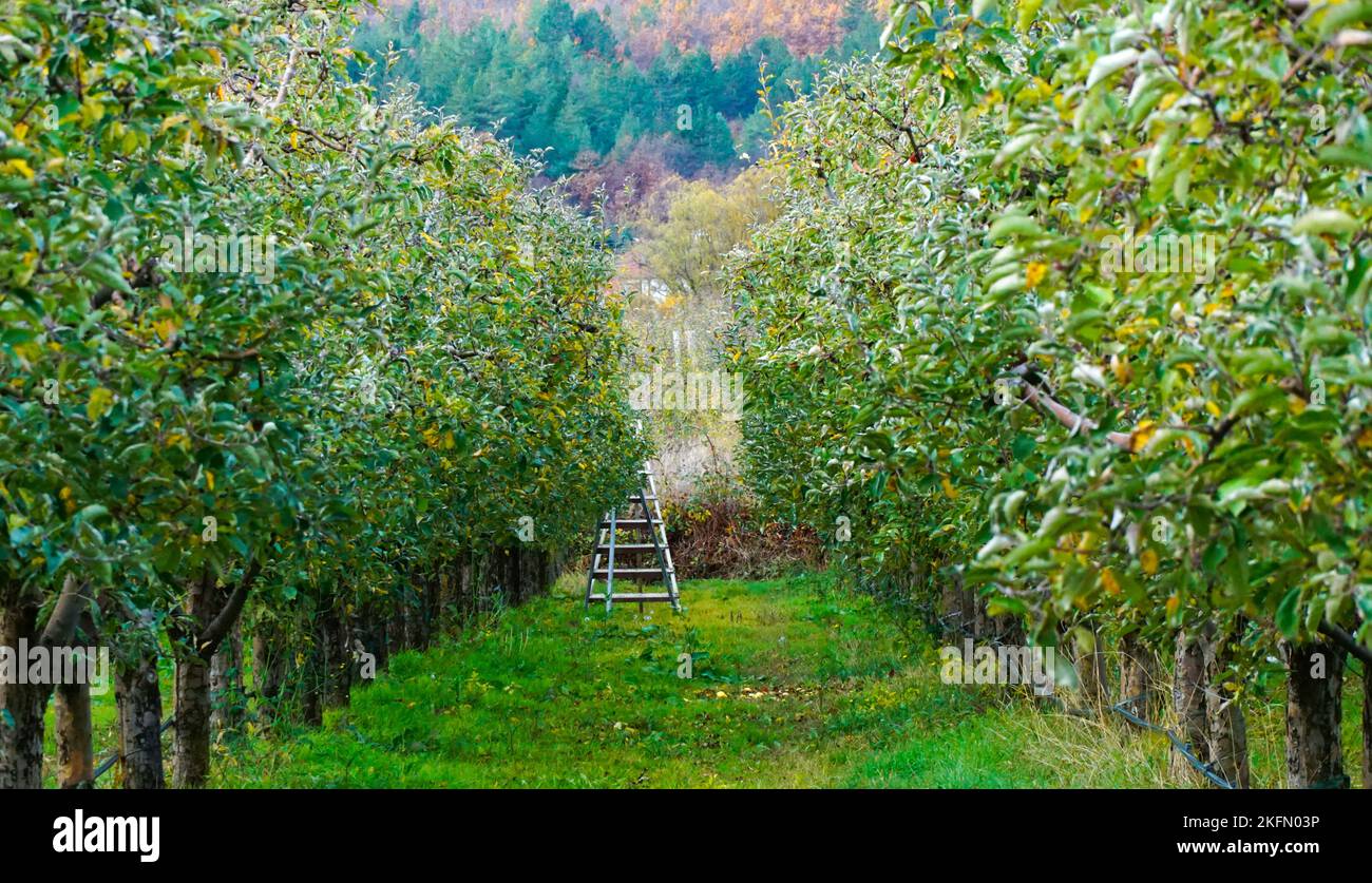 Apple harvest ladder Banque de photographies et d’images à haute ...