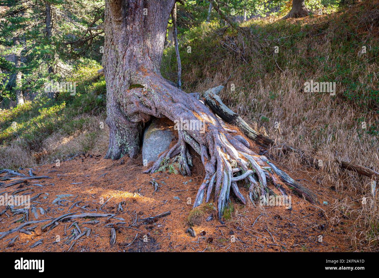 Le tronc et les racines d'un grand mélèze (Larix decidua) ont grandi ...