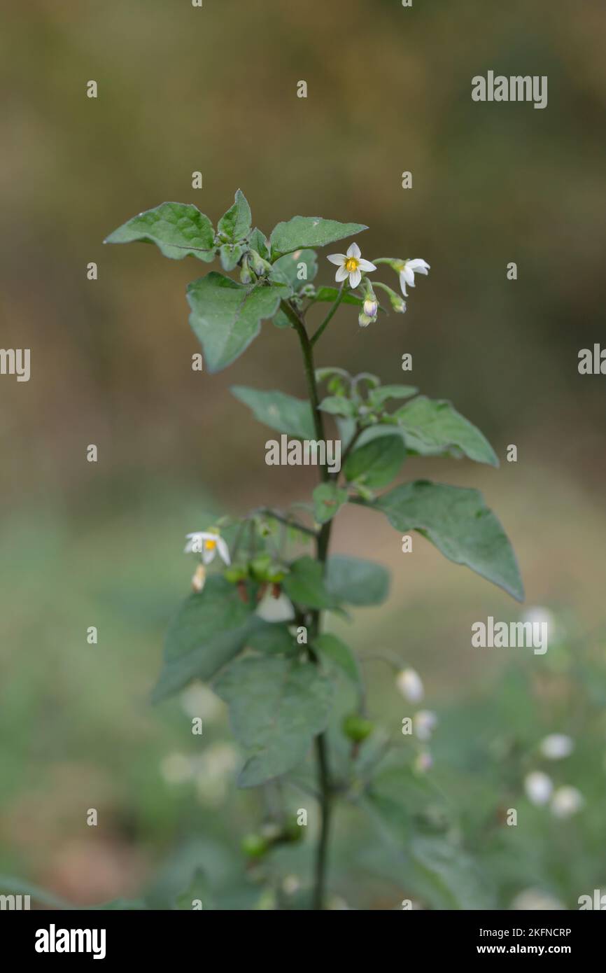 Morelle noire solanum nigrum Banque de photographies et d’images à ...