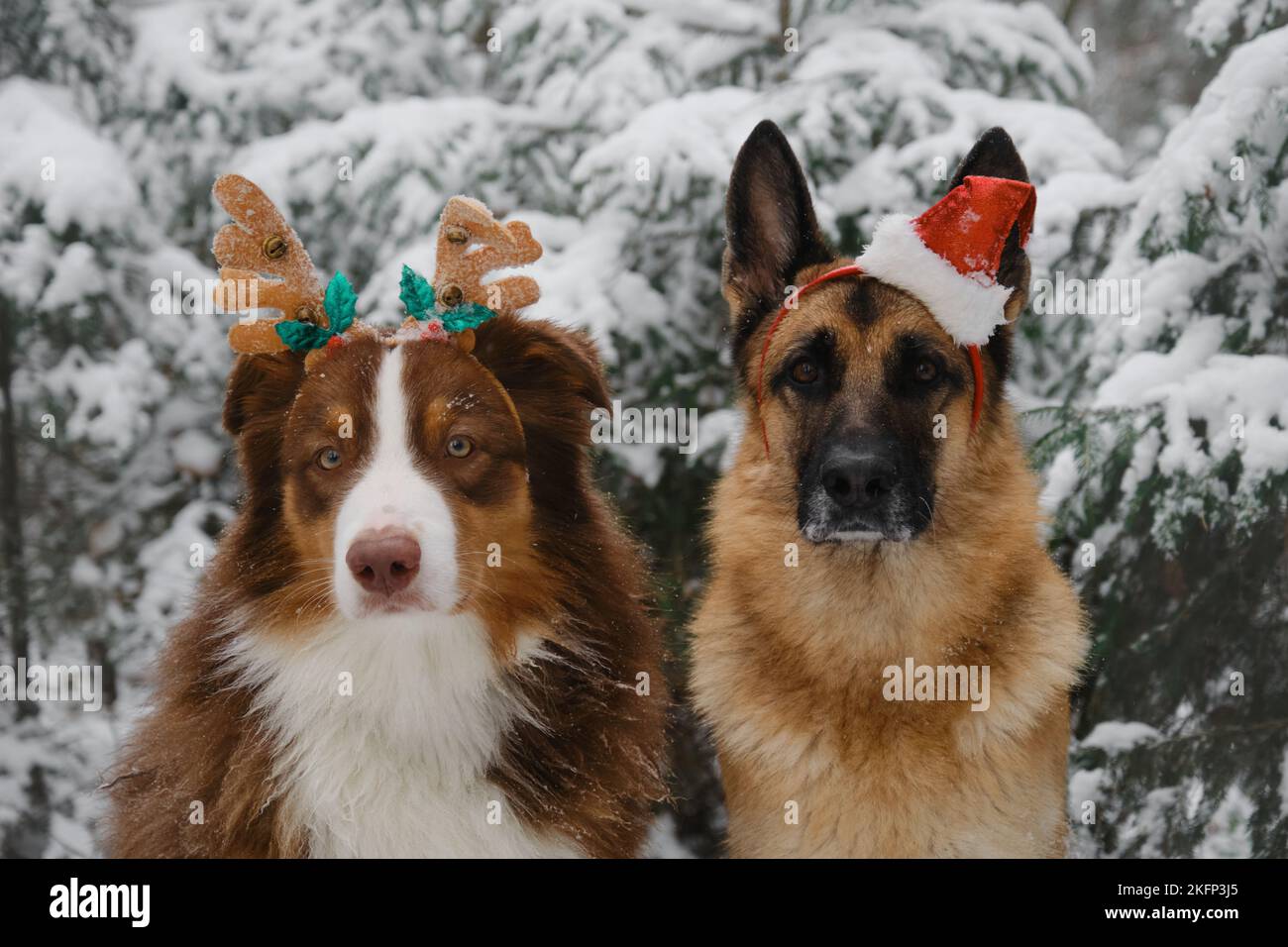 Carte de vœux de Noël avec chiens. Berger allemand avec chapeau de père ...