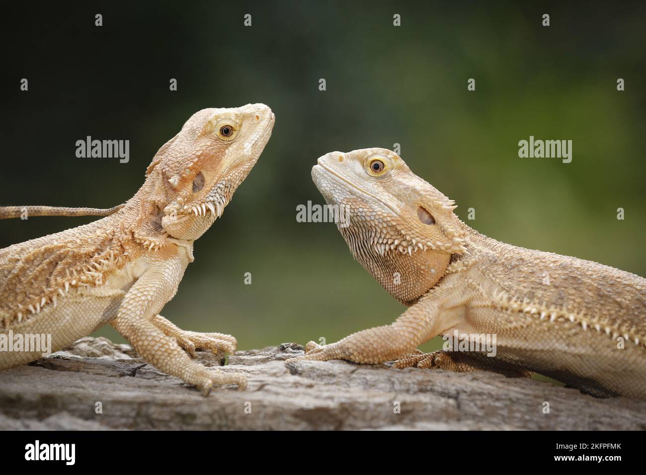 Dragons femelle Banque de photographies et d’images à haute résolution ...
