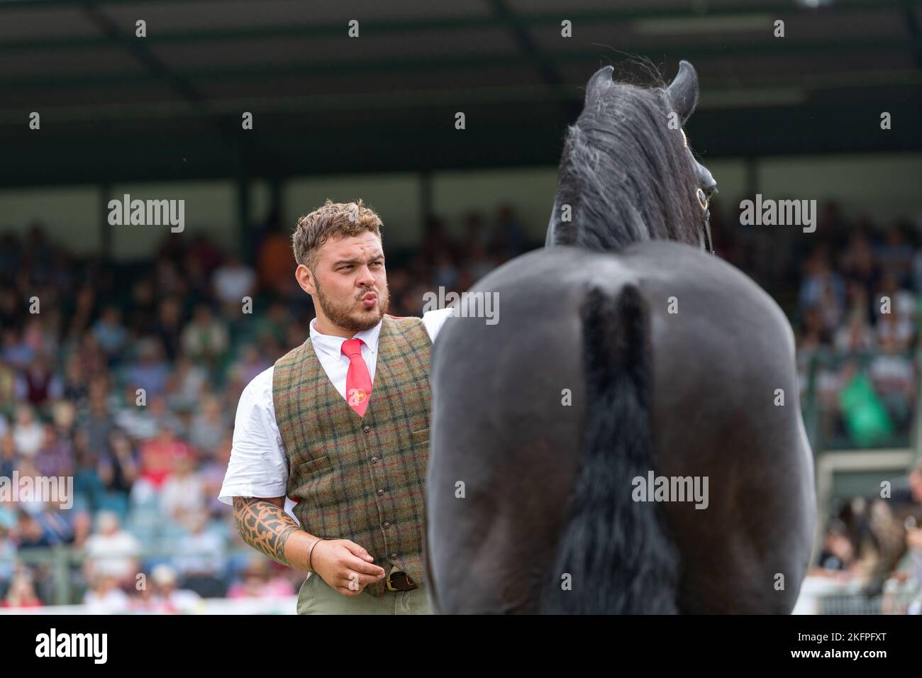 Galloise en rafle des classes de stalion au Royal Welsh Show 2022 dans ...