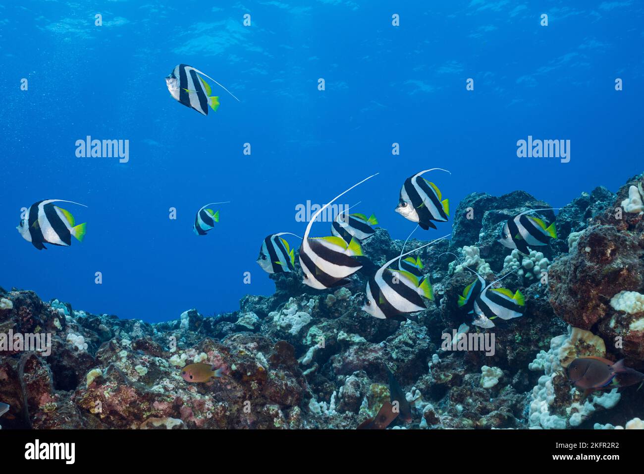 Pennant butterflyfish Banque de photographies et d’images à haute ...
