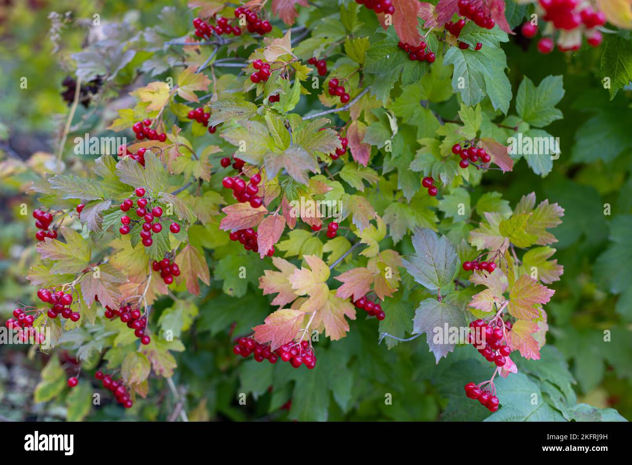 Arrière-plan de beaux fruits rouges de viburnum vulgaris. Baies de ...