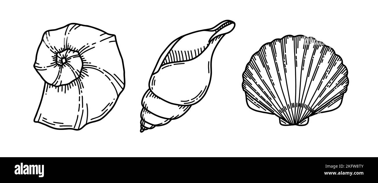 Ensemble de coquillages. Illustration vectorielle de Seashells sur un ...
