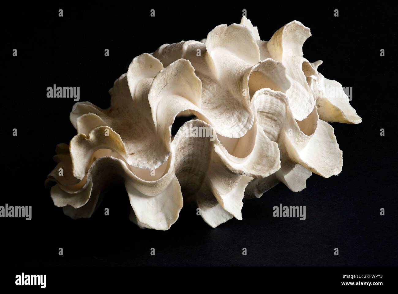 Grand mollusque bi-valve, le Clam géant Fluted est un habitant des mers ...