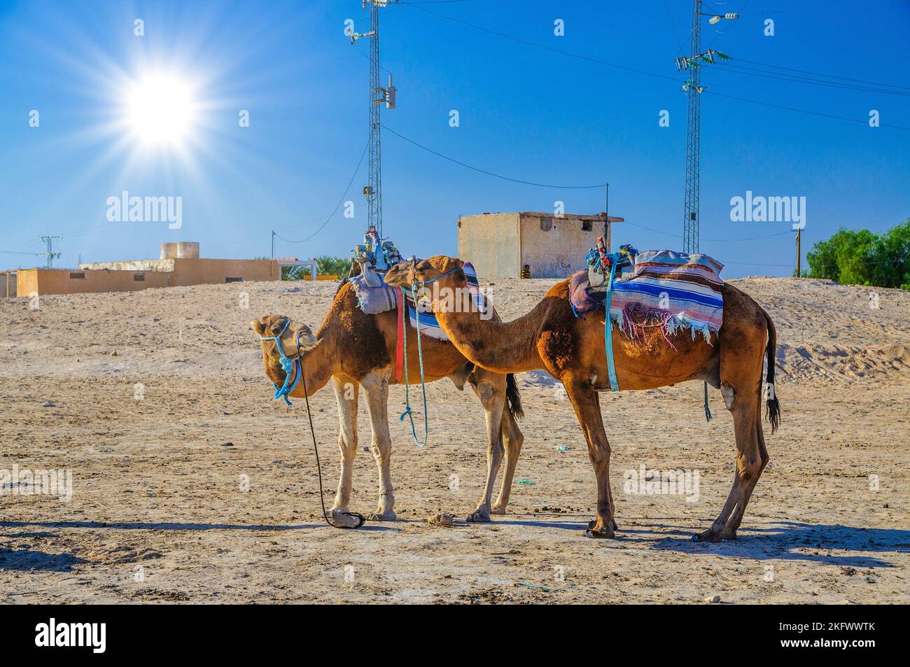 Le dromadaire chameaux debout dans désert du Sahara en Tunisie, l ...