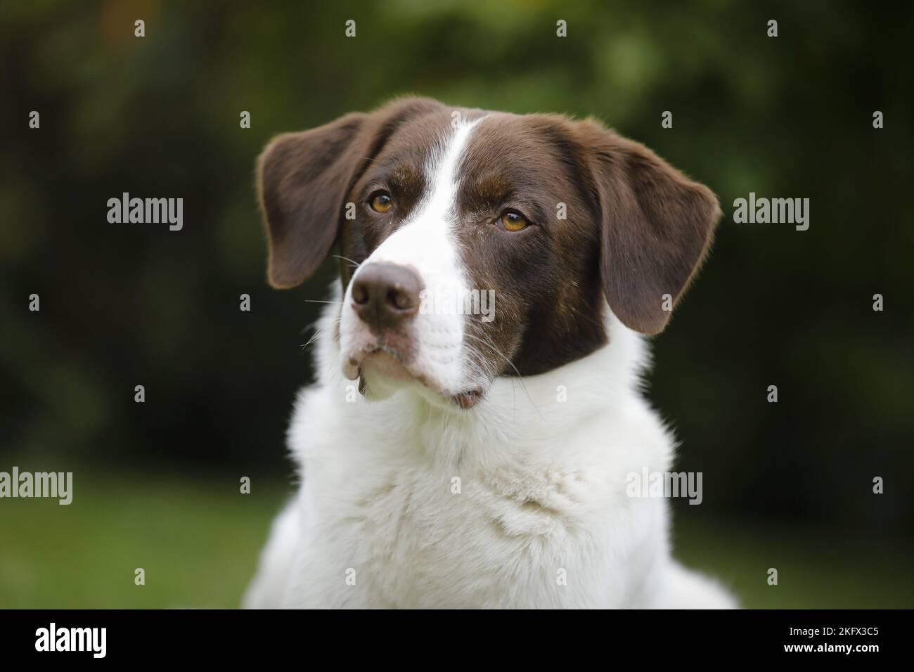 Labrador border collie Banque de photographies et d’images à haute ...