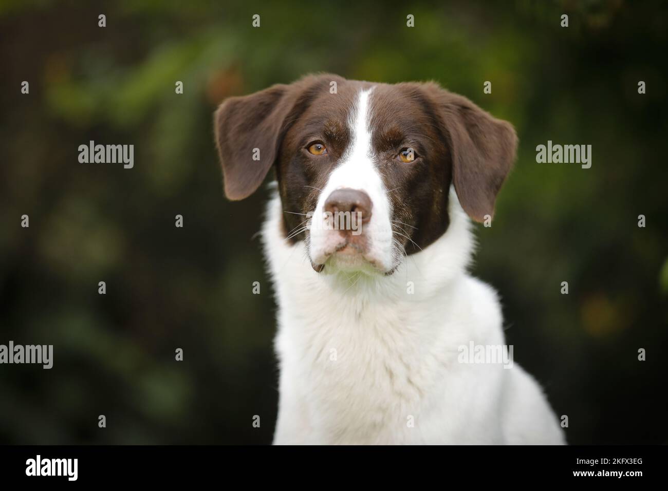 Labrador border Banque de photographies et d’images à haute résolution ...