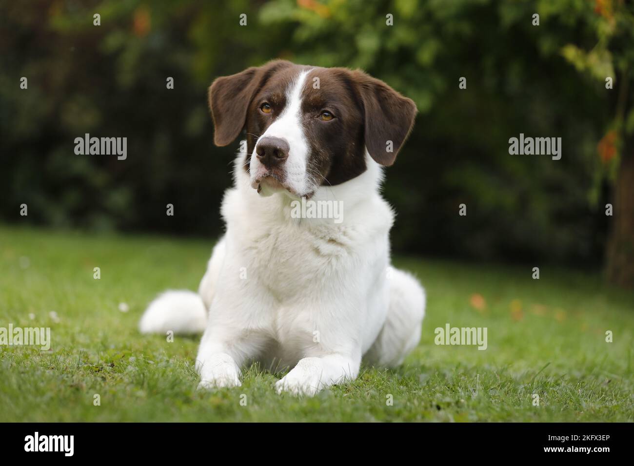 Labrador border Banque de photographies et d’images à haute résolution ...