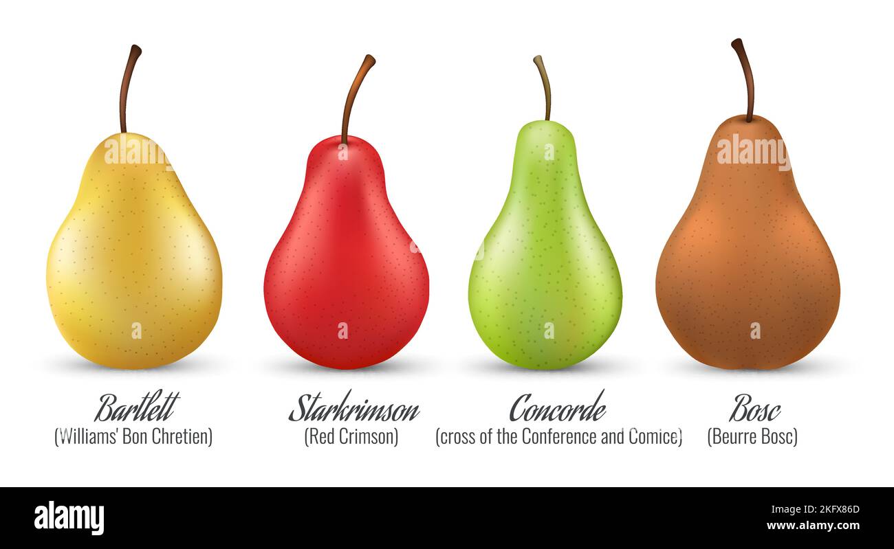 Varietes de poires Banque d'images vectorielles - Alamy