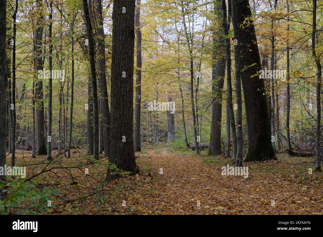 Autumnal à midi dans un peuplement de forêt à feuilles caduques avec de ...