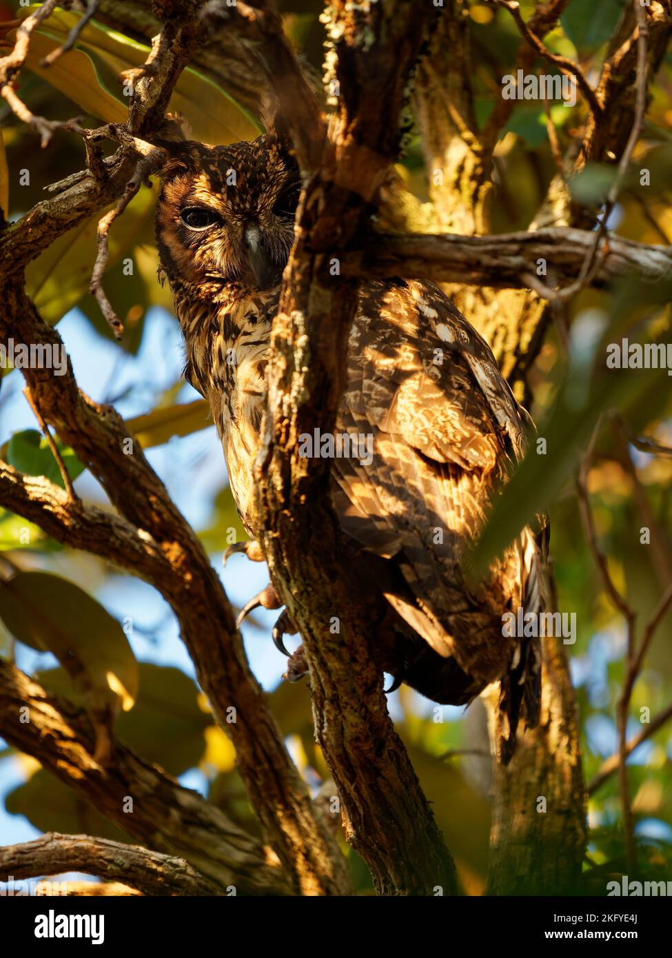 Hibou de Madagascar - ASIO madagascariensis aussi hibou malgache ou à ...