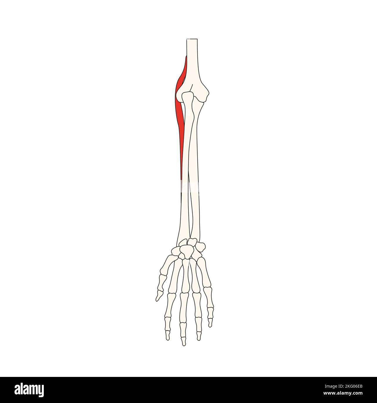 anatomie humaine dessin brachioradialis réflexe Photo Stock - Alamy