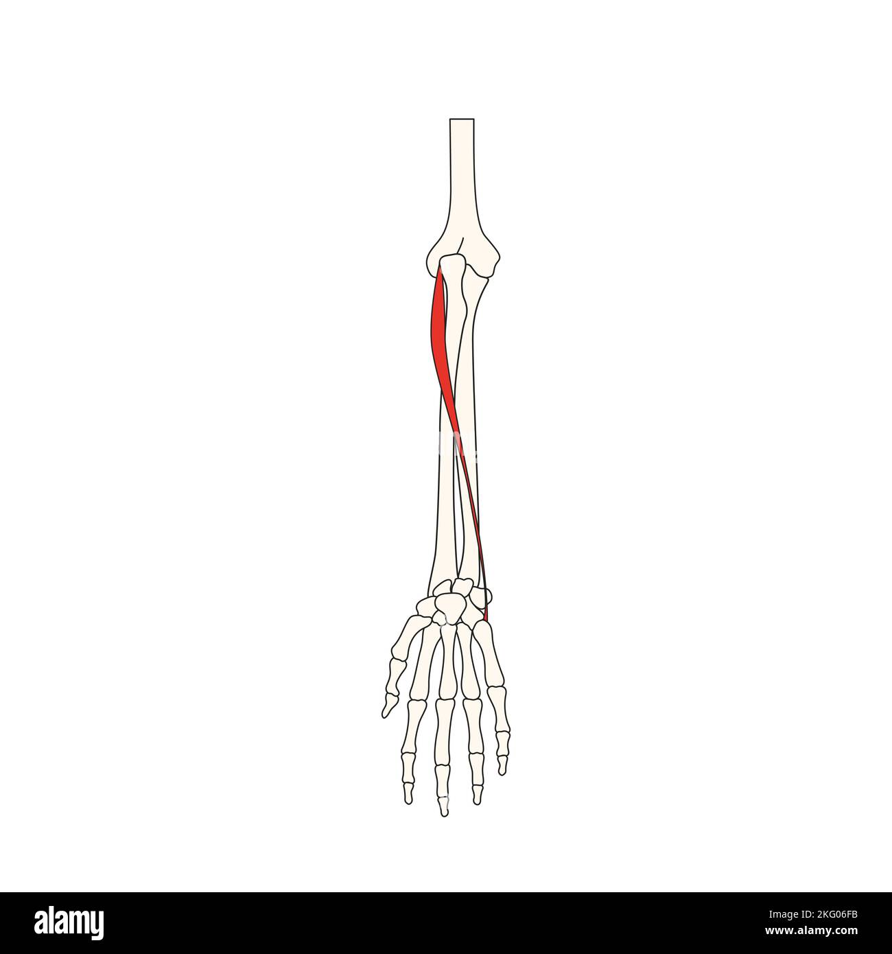 Extensor carpi ulnaris Banque de photographies et d’images à haute ...