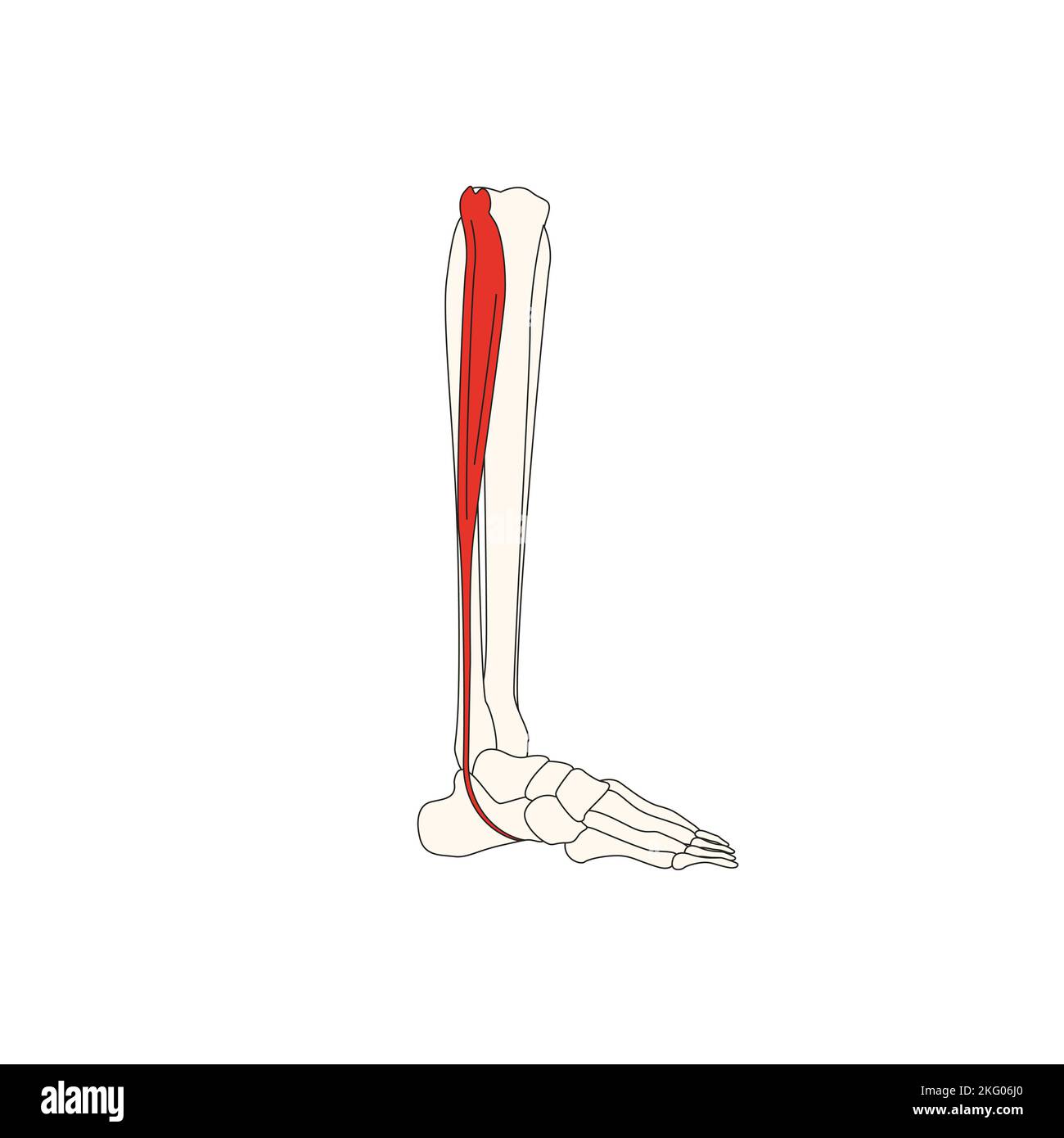 anatomie humaine dessin muscle péronier, long Photo Stock - Alamy