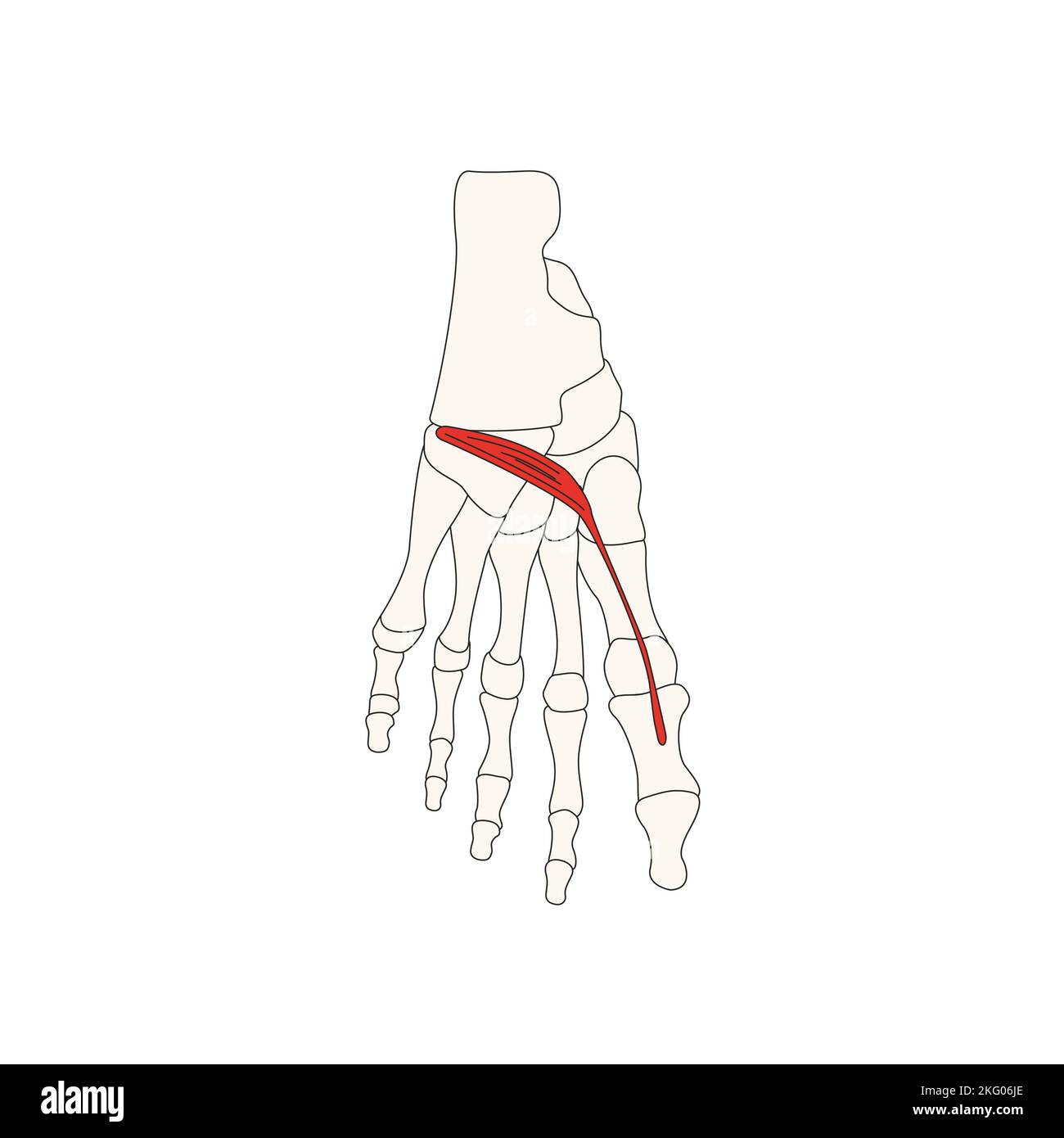 anatomie humaine drawing musculus extensor pollicis brevis Photo Stock ...