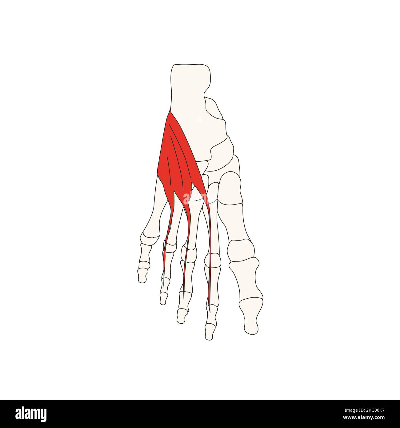 Extensor digitorum Banque de photographies et d’images à haute ...