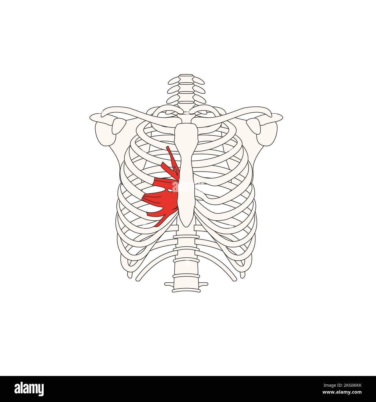 dessin d'anatomie humaine muscle transversal du thorax Photo Stock - Alamy