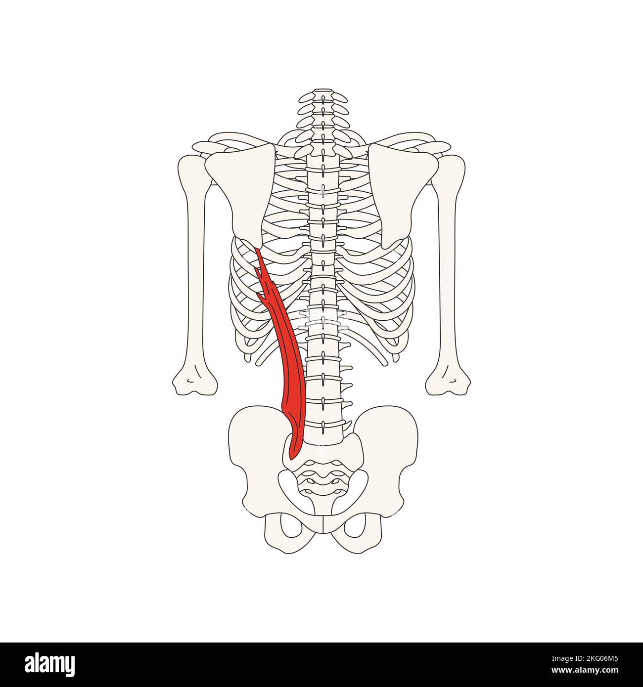 anatomie humaine drawing musculus iliocostalis lumborum Photo Stock - Alamy