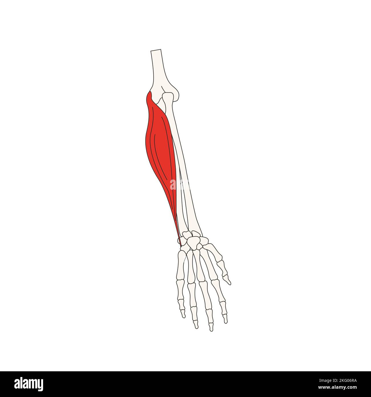 Flexor carpi ulnaris muscle Banque d'images détourées - Alamy