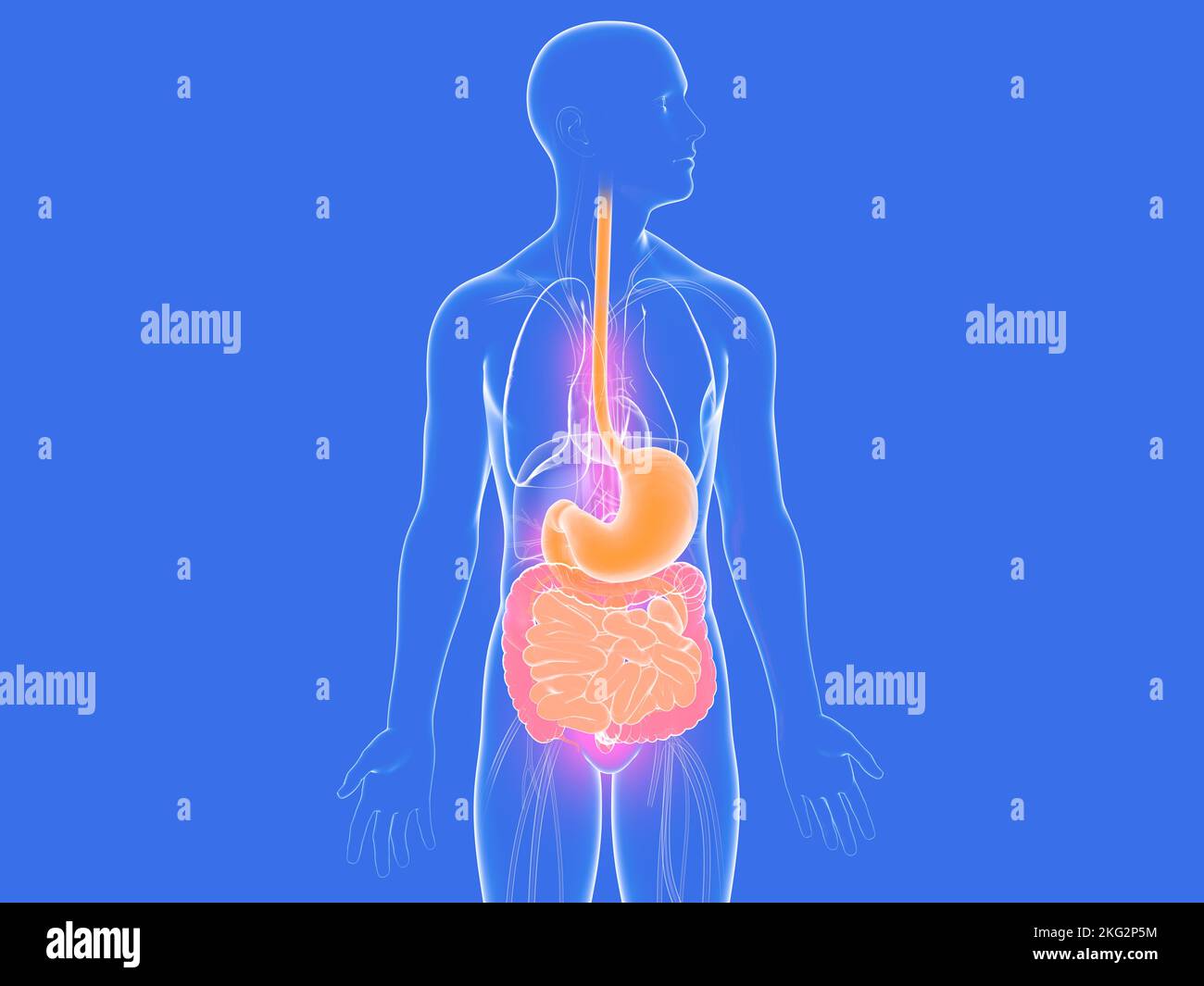 Anatomie humaine système digestif 3D illustration. Image transparente ...
