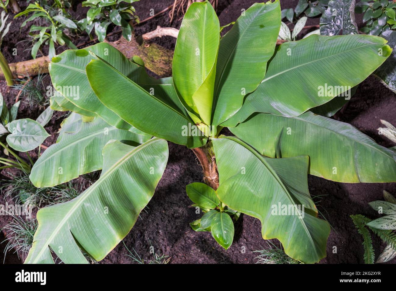 Feuilles de banane de Musa acuminata, plante vivace à feuilles ...