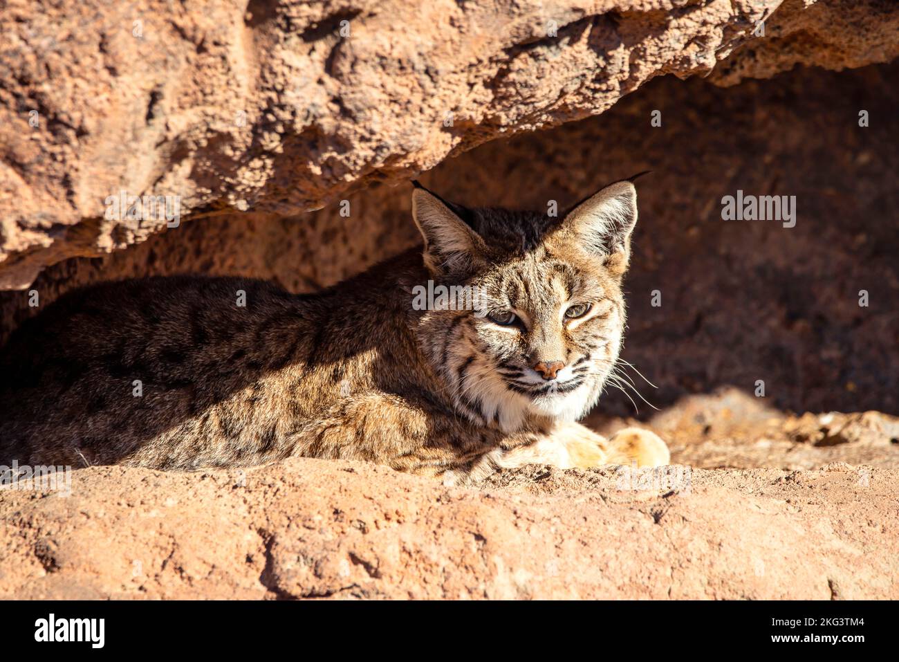 Bobcat in a tree Banque de photographies et d’images à haute résolution ...