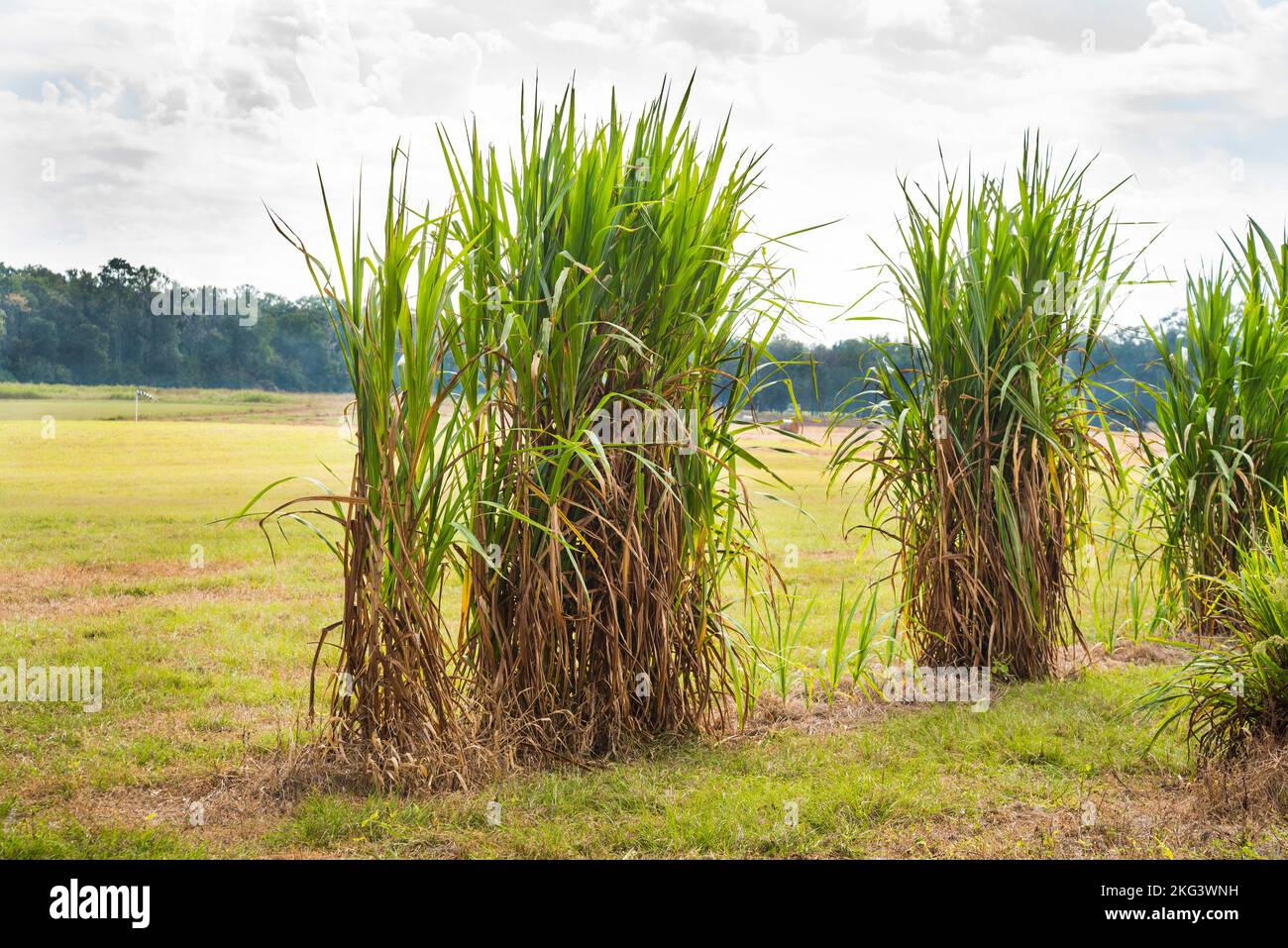 L'herbe d'éléphant ou Pennesetum purpueum croît dans le centre-nord de ...