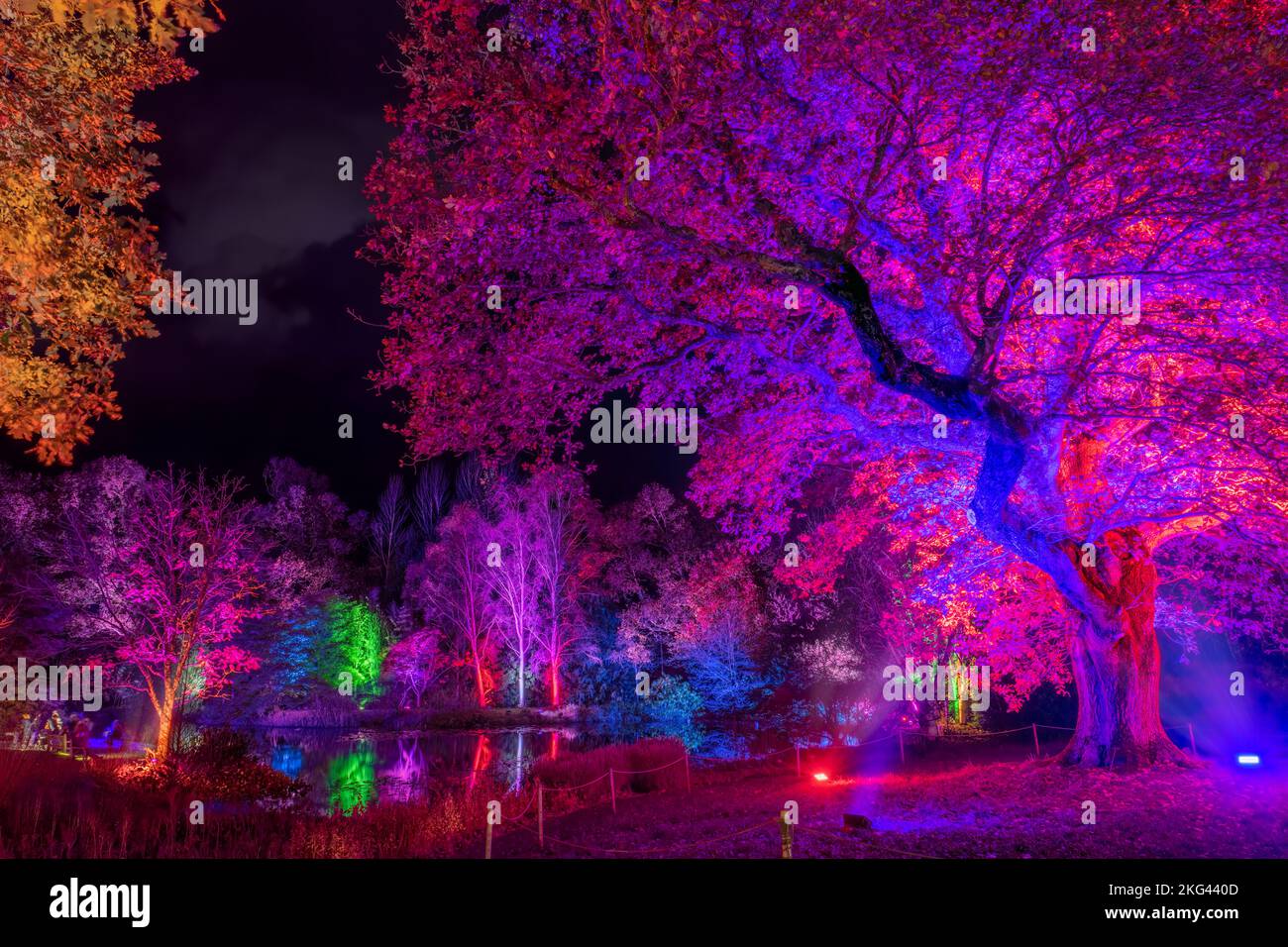 Illuminations RHS Rosemoor Glow. Les magnifiques arbres, arbustes, eaux ...