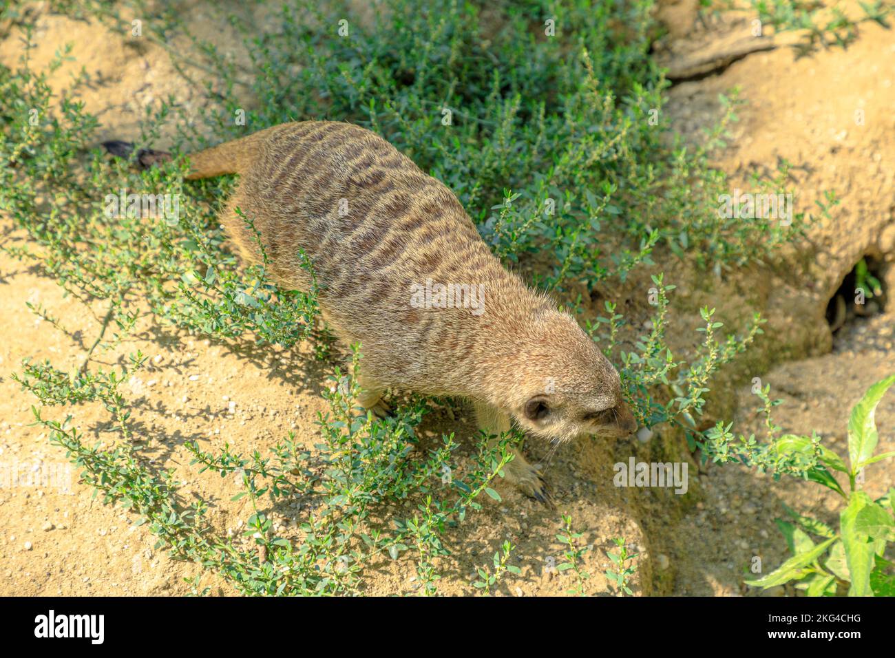 vue rapprochée d'un meerkat ou d'une promenade à pied. Suricata ...