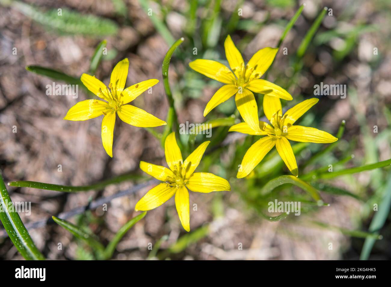 La Gagea fragifera (étoile jaune de Bethléem), =Gagea liotardii, est ...