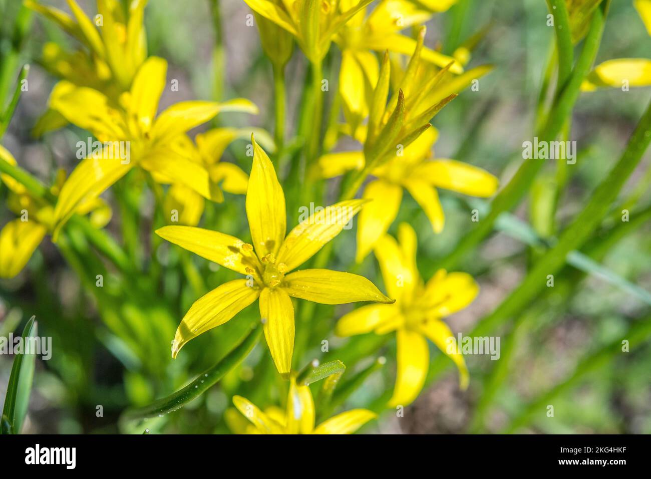 La Gagea fragifera (étoile jaune de Bethléem), =Gagea liotardii, est ...