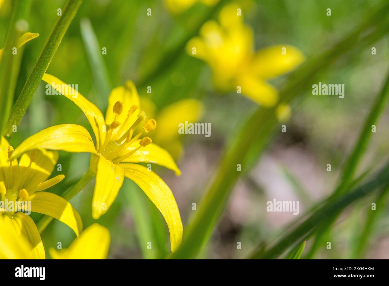La Gagea fragifera (étoile jaune de Bethléem), =Gagea liotardii, est ...