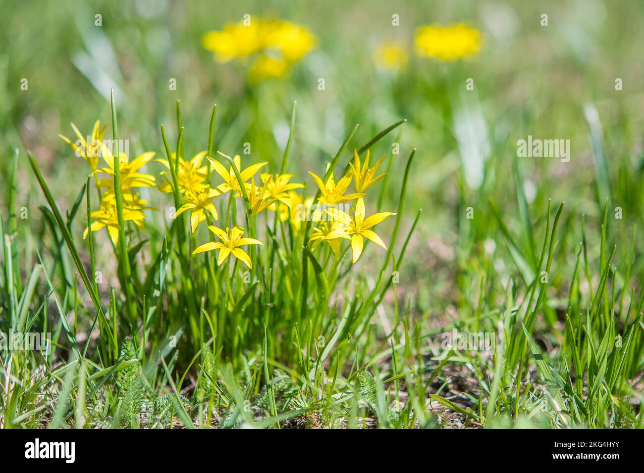 La Gagea fragifera (étoile jaune de Bethléem), =Gagea liotardii, est ...