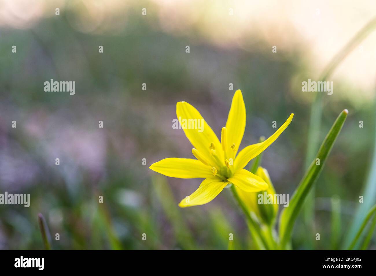 La Gagea fragifera (étoile jaune de Bethléem), =Gagea liotardii, est ...