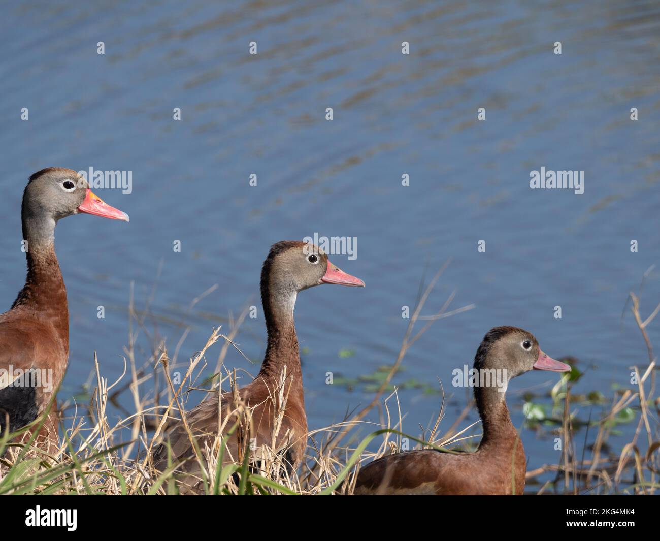 Gros plan de trois canards sifflants à ventre noir éclairés se trouvant ...