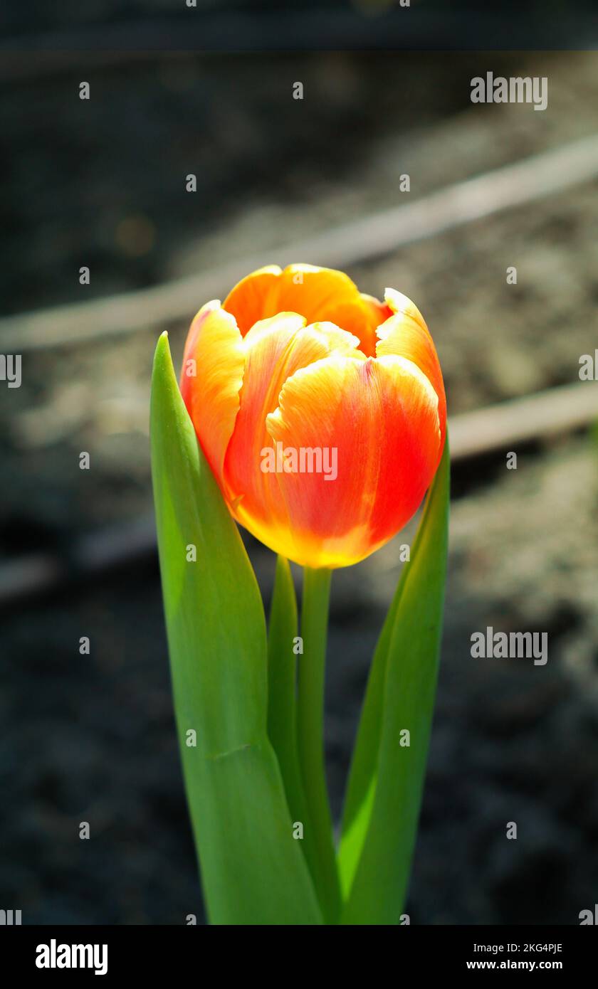 Fleurs de tulipes d'orange isolées sont fleuries à l'hiver ou au ...