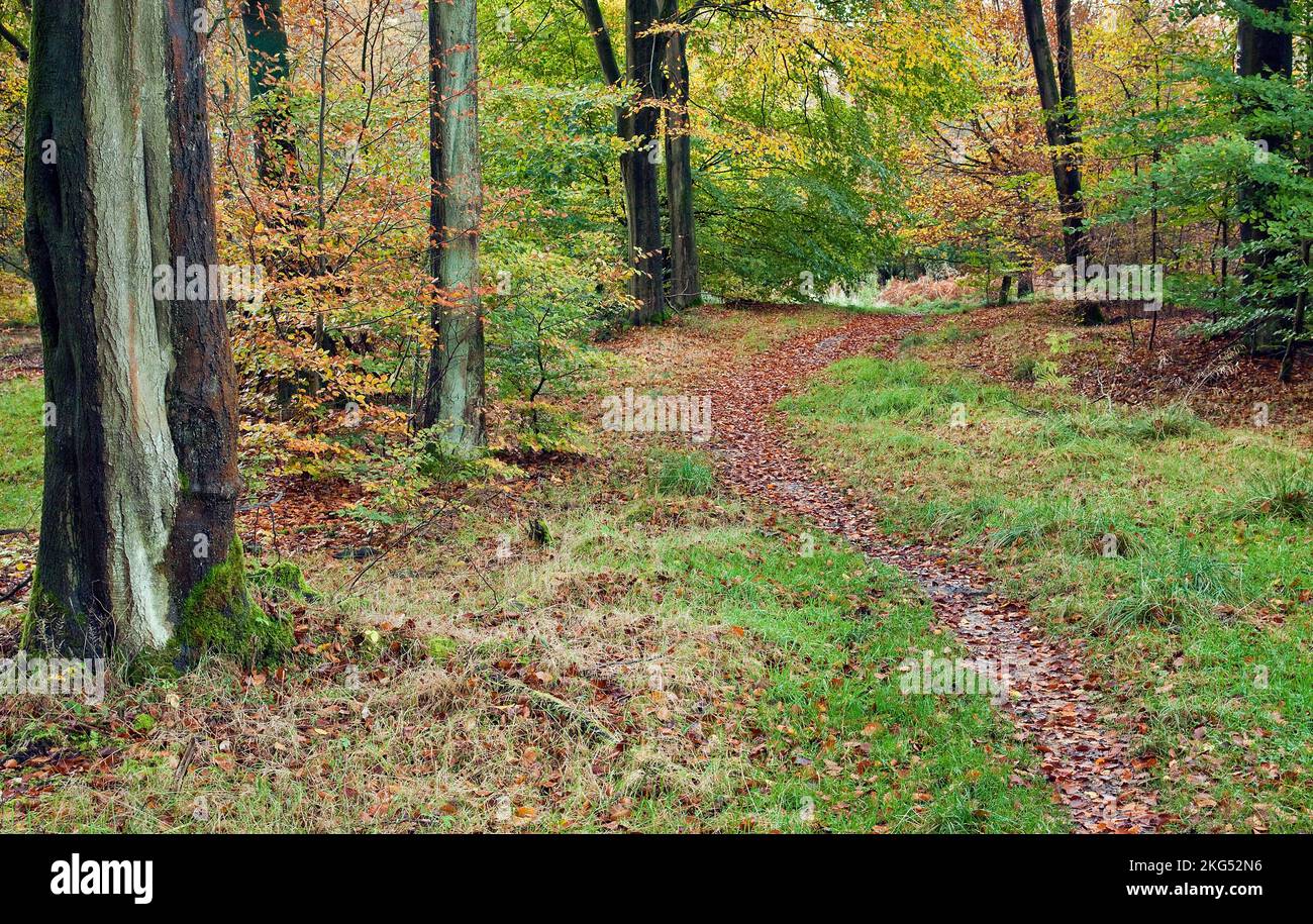 Superbes teintes automnales et couleurs provenant des bois et des ...