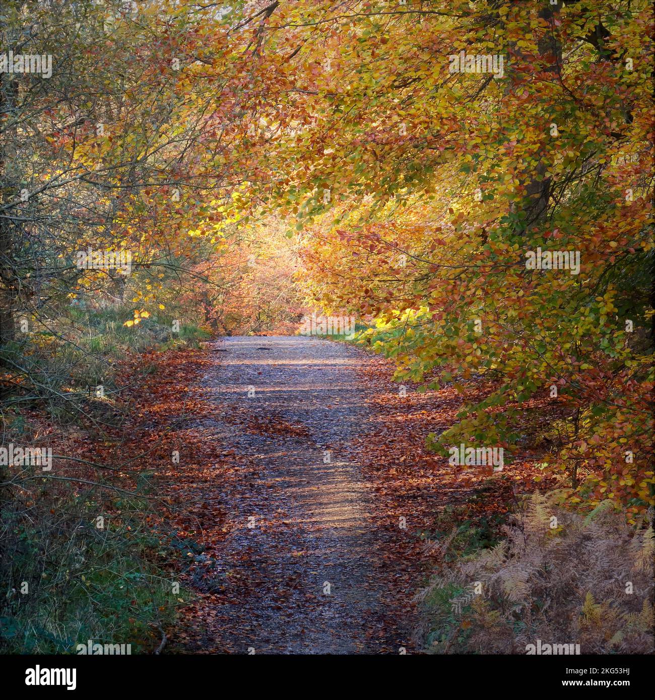 Forêt en automne avec des teintes et des teintes d'arbres de Beech ...