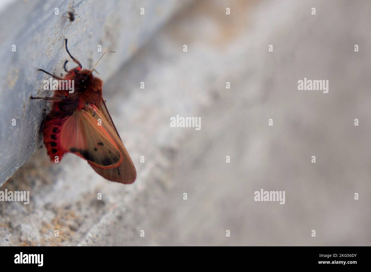 Papillon noir blanc rouge Banque de photographies et d’images à haute ...