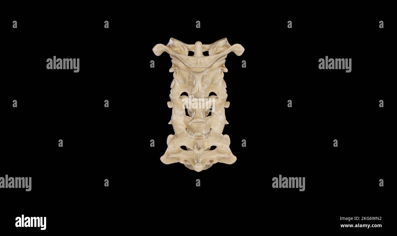 Vue postérieure des vertèbres cervicales Photo Stock - Alamy