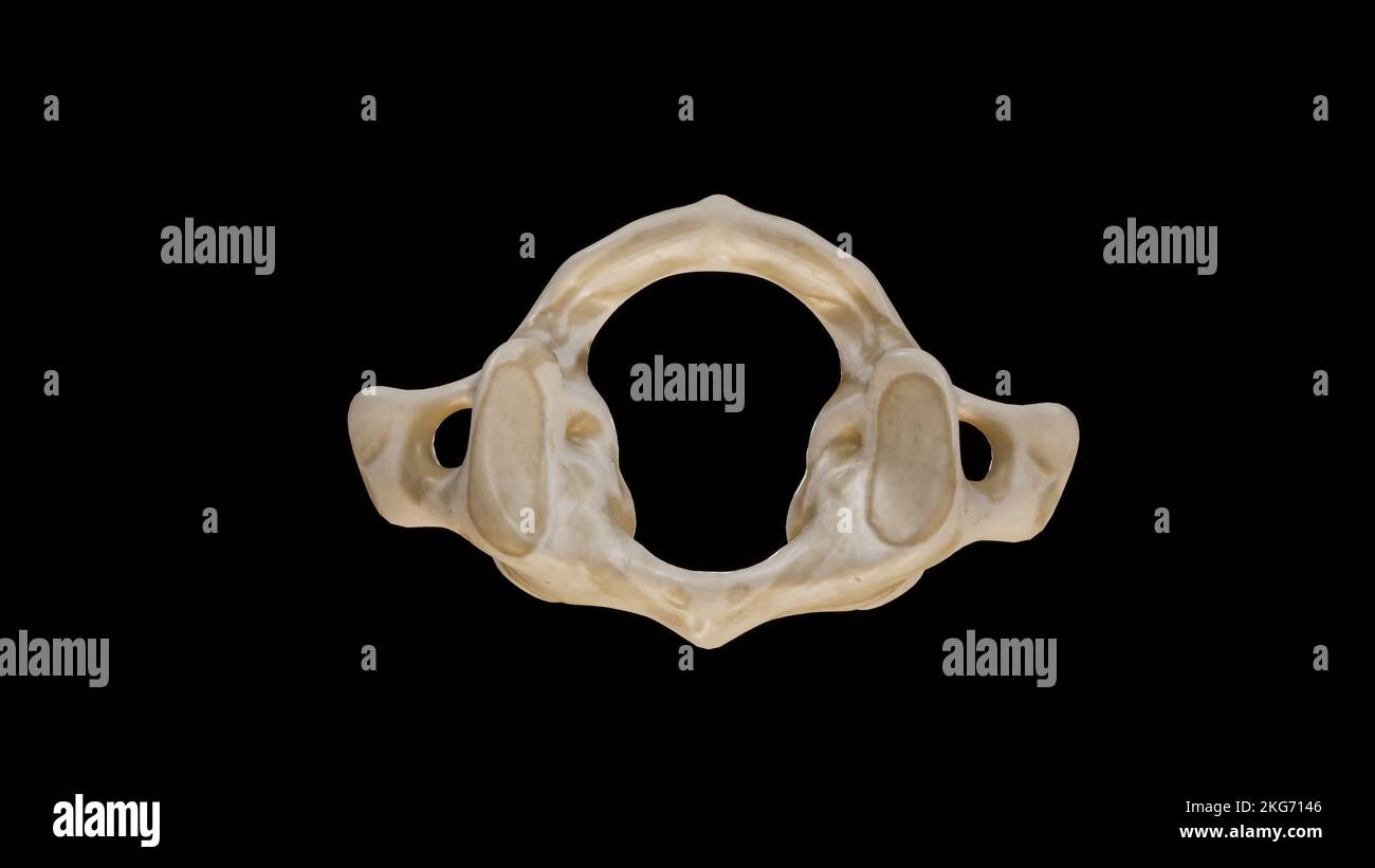 Vertèbre cervicale Banque de photographies et d’images à haute ...