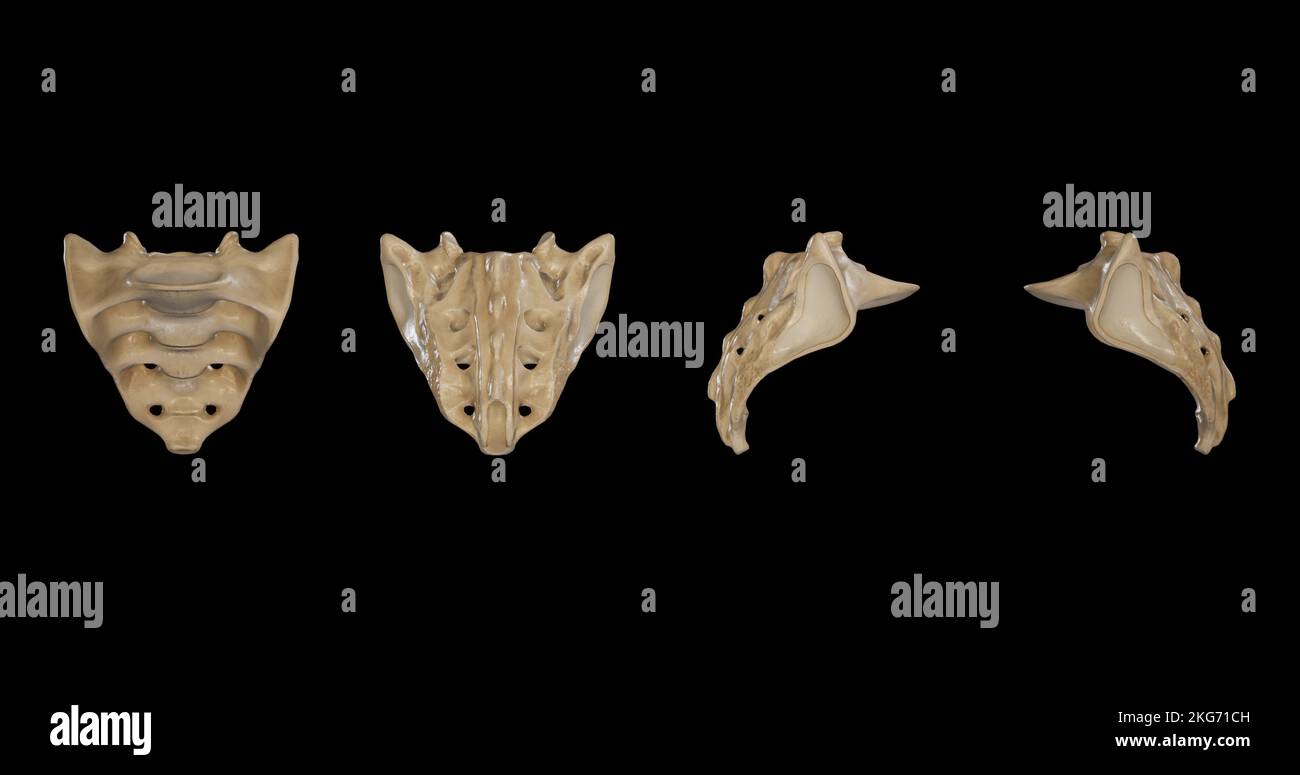 Crête sacrée médiane Banque de photographies et d’images à haute ...