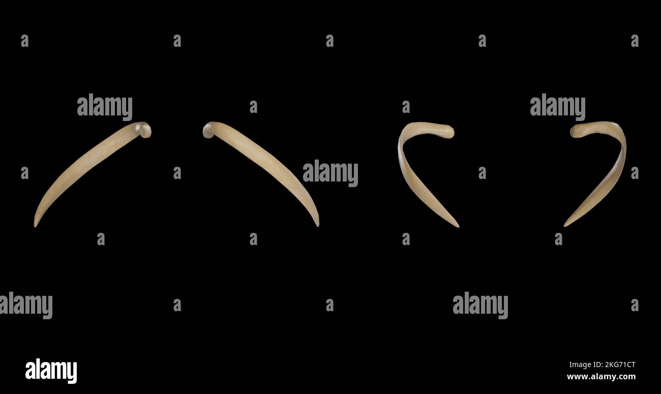 Costovertebral joints Banque de photographies et d’images à haute ...