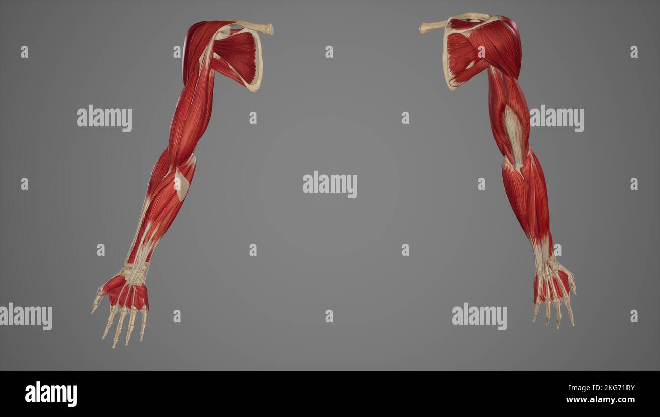 Anatomie des muscles du membre supérieur Photo Stock - Alamy