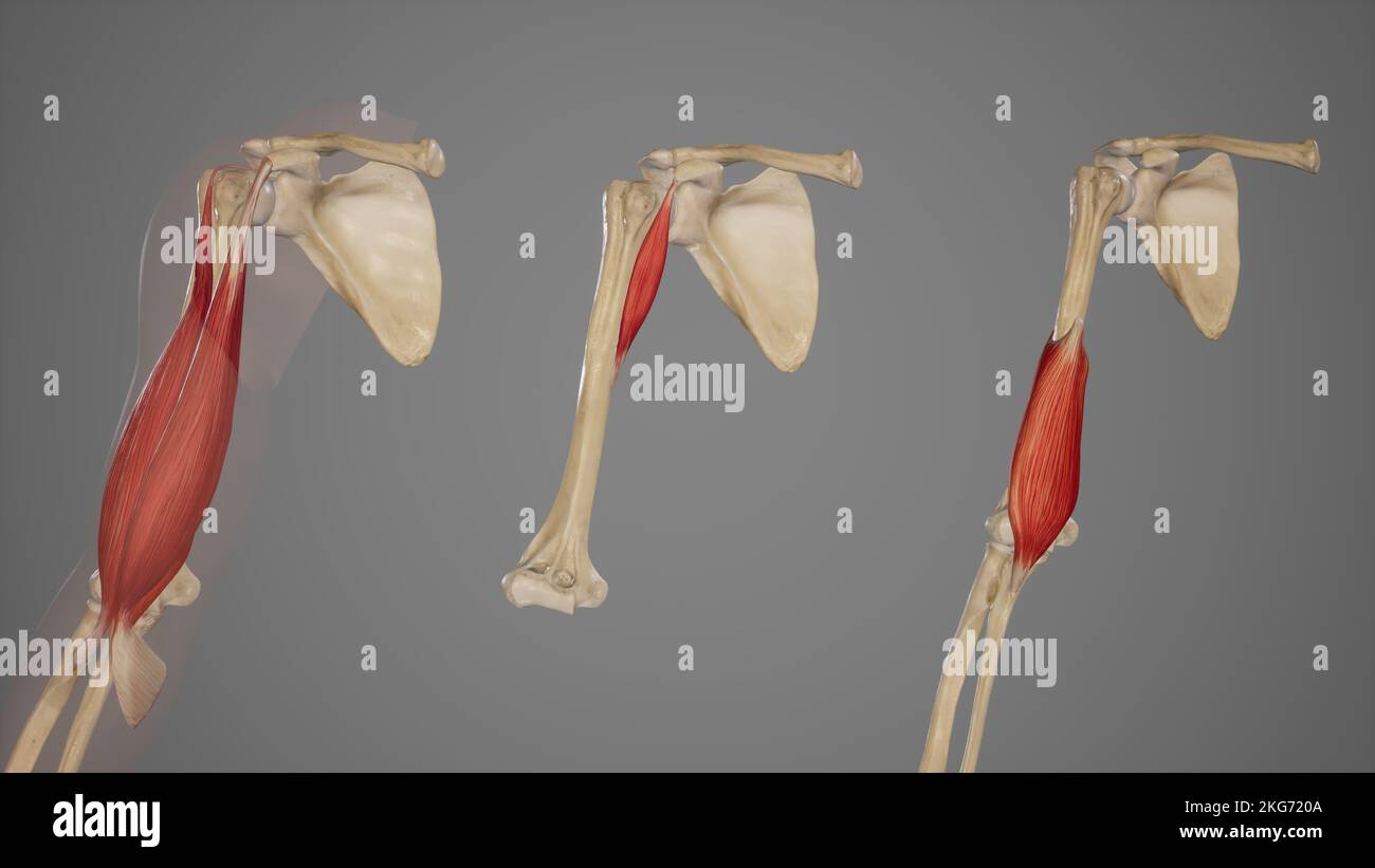 The muscles of the human upper arm Banque de photographies et d’images ...