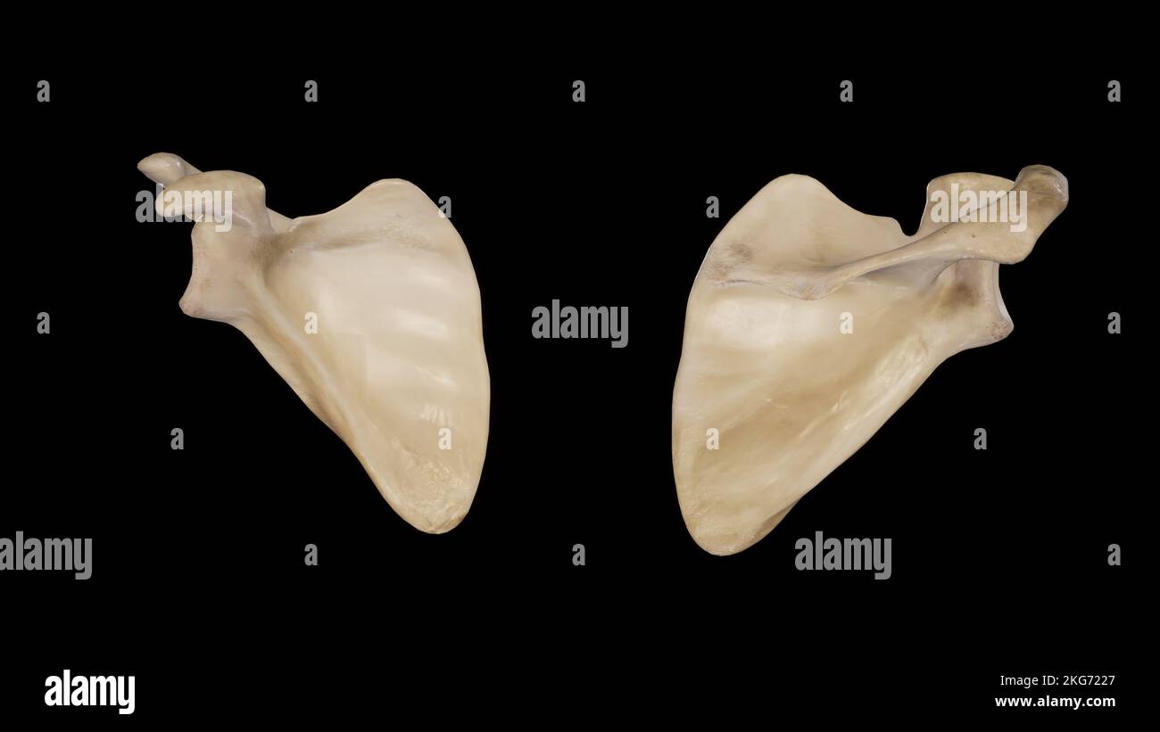 Processus coracoïde Banque de photographies et d’images à haute ...